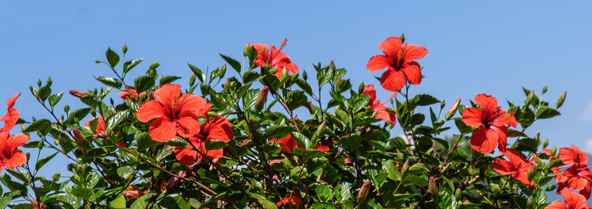 Haitian Tree Dedication - Barry University, Miami, FL