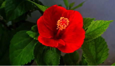 Haitian Tree Dedication - Barry University, Miami, FL